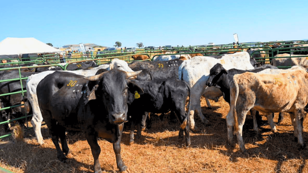 Amatele Cows - Umbele | Umbele ePublication